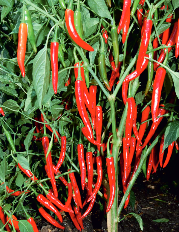 F1 HYBRID CHILLI – NAVADHANYA SEEDS