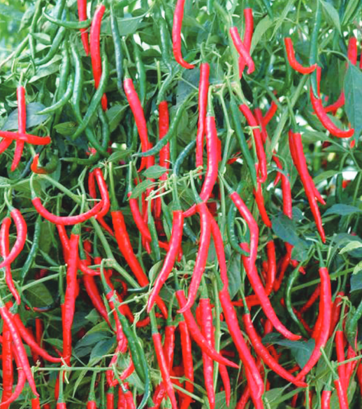 HYBRID CHILLI – NAVADHANYA SEEDS